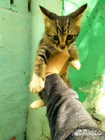Котенок, кот, др 10 марта, нужен дом