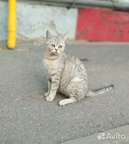 Ласковая кошечка в добрые ответственные руки