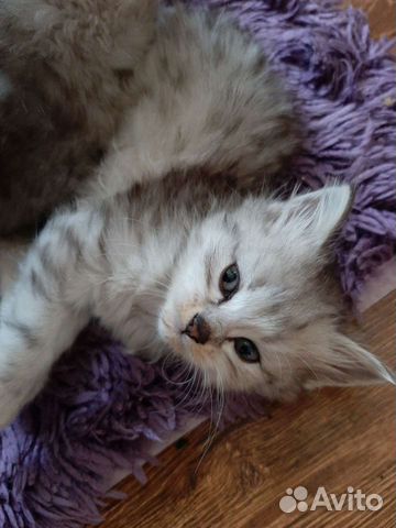 Продаются котята в хорошие руки