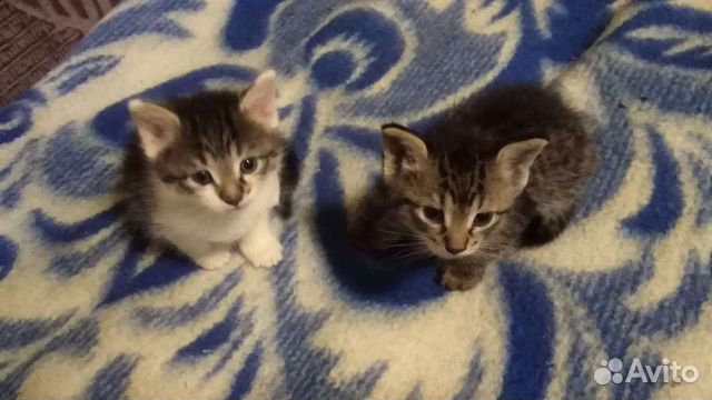 Кошка в дар