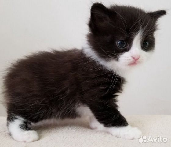 Предлагаю котенка от домашней кошки