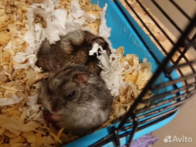 Хомяк Джунгарский