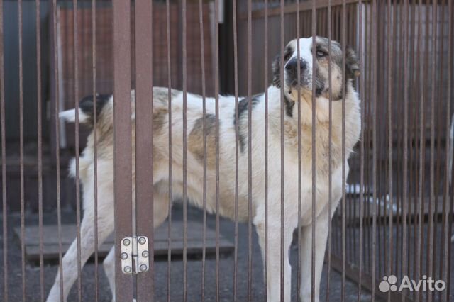 Серьезные собаки на охрану