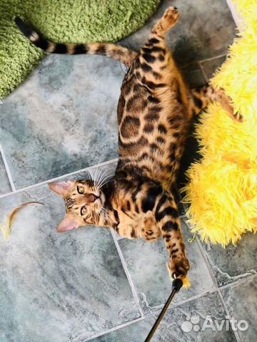 Бенгальские котята