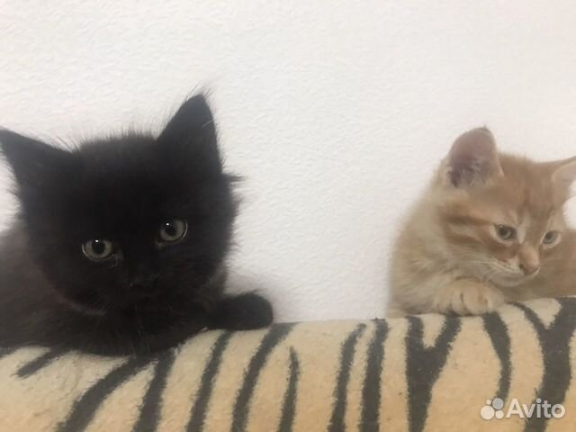 Котята