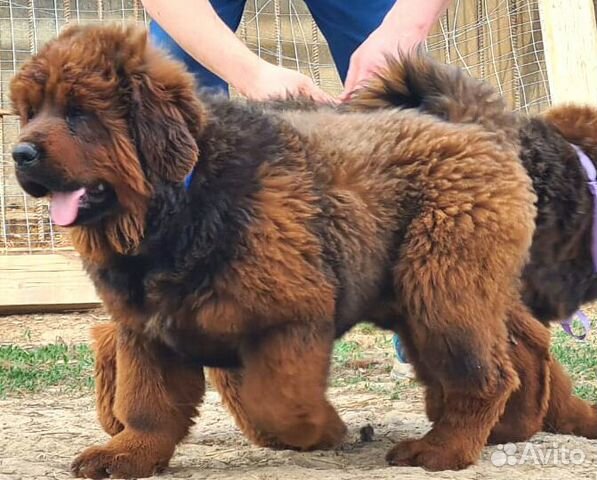 Невероятные щенки тибетского мастифа