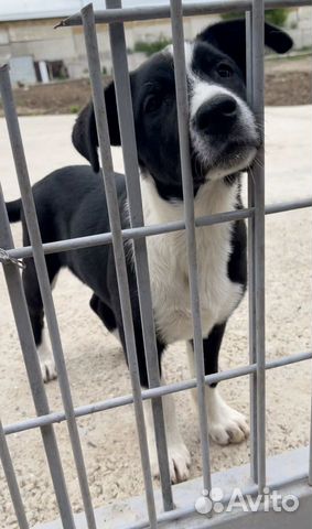 Щенок Гретта в добрые руки