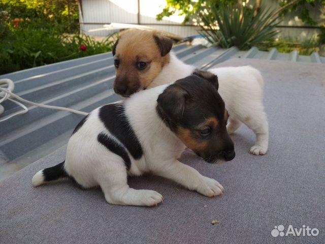 Гладкошерстный фокстерьер