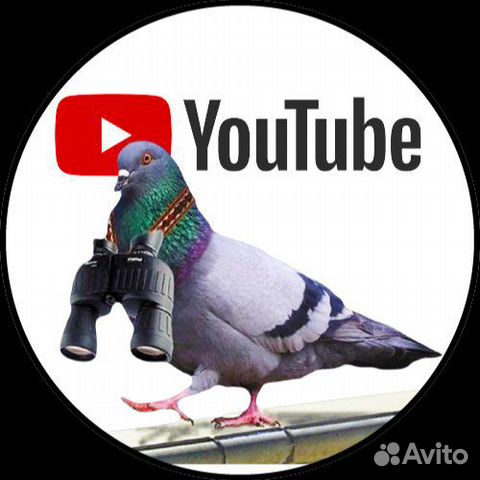 Бакинские бойные голуби