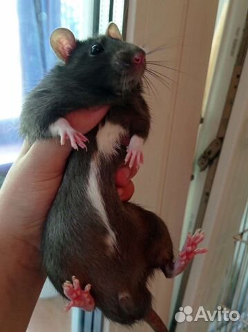 Отдам крыс вместе с клеткой