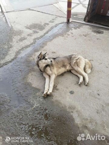 Найдена собака хаска