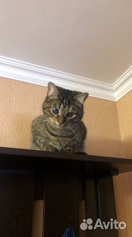 Кошка