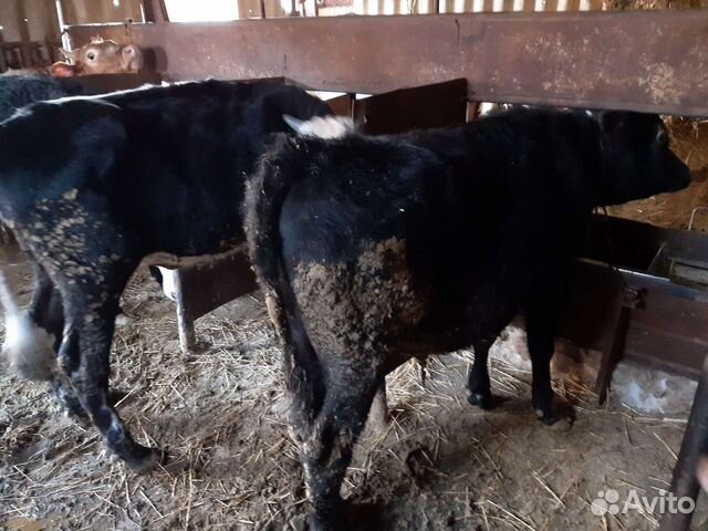 Бык и телки