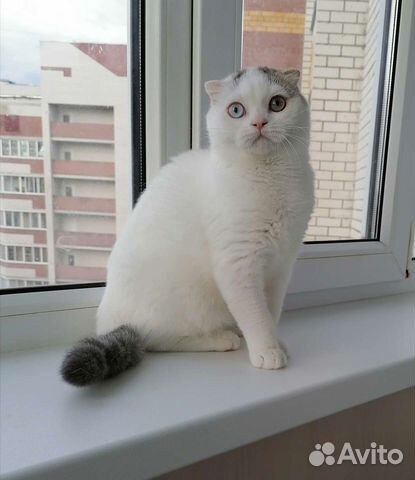 Шотландский котёнок