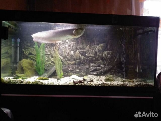 Аквариум с рыбой