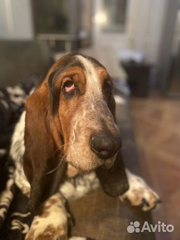 Бассет хаунд