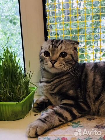 Котик ищет дом