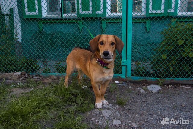 Собака в добрые руки