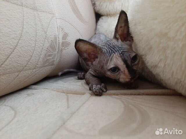 Одна кошечка сфинкс
