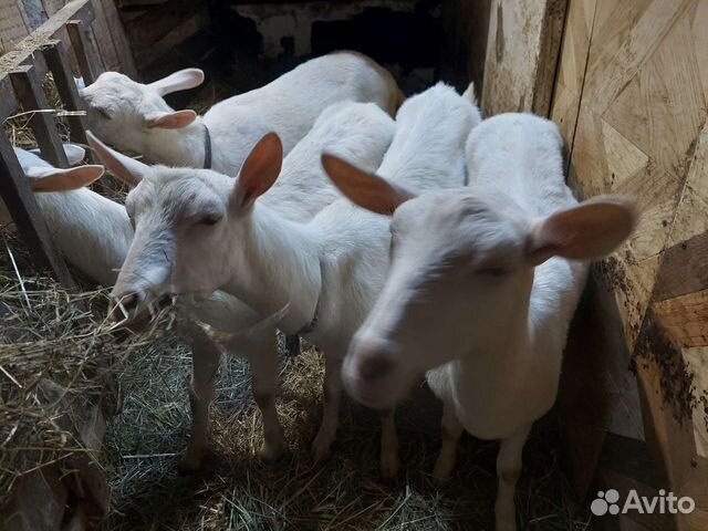 Зааненская коза