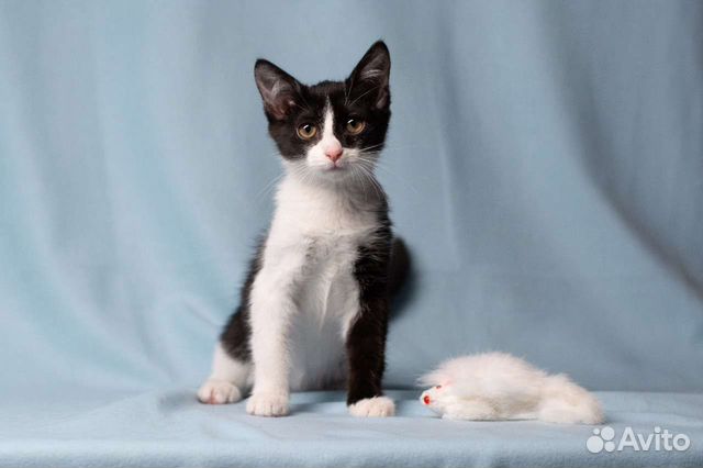 Кошка Боня 4 месяца