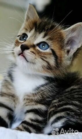 Котенок 1,5 месяца