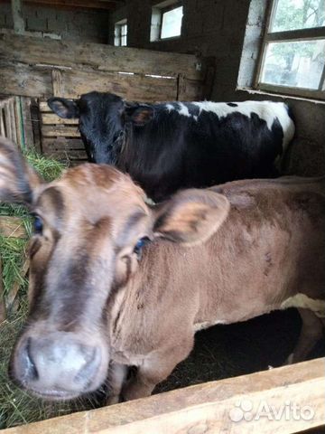 Быки и телки