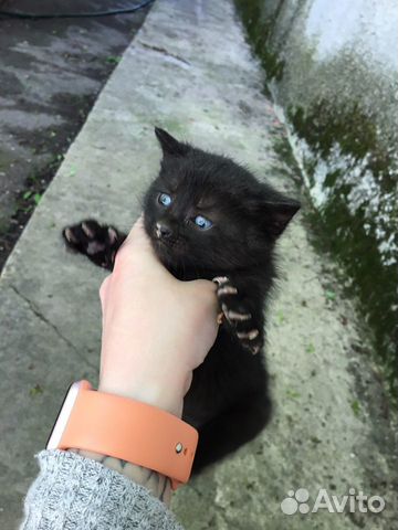 Мама кошка с девочкой ищут дом