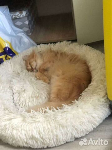 Рыжик пушистый