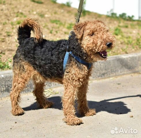 Вельштерьер Дарик