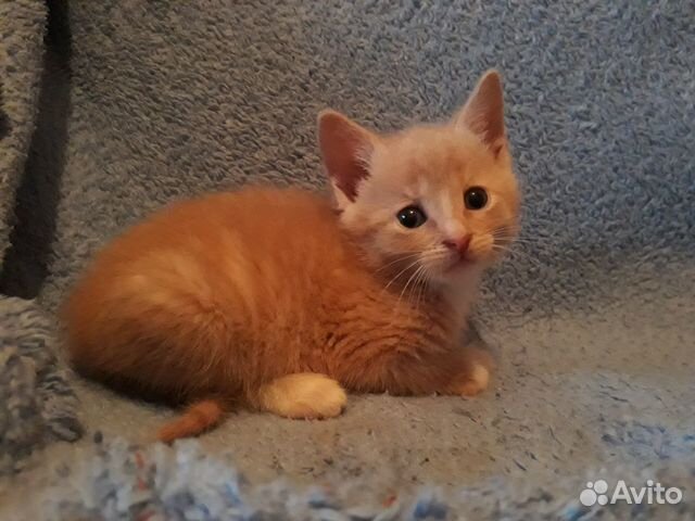 Маленький рыжий котенок