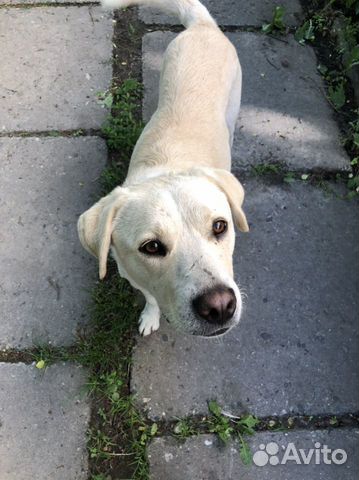 Собака в добрые руки