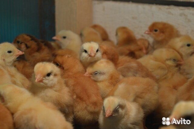 Цыплята суточные Редбро оптом