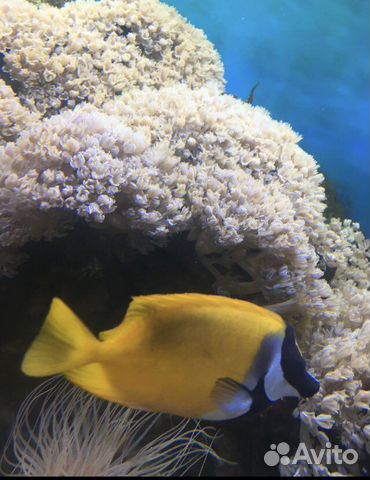 Ксения пульсирующая