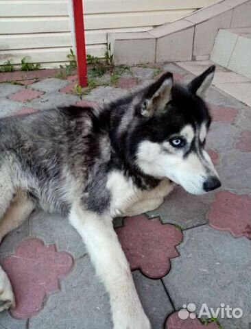 Сибирский хаски