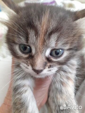 Котенок-сибирячок