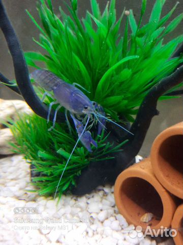 Аквариумные раки