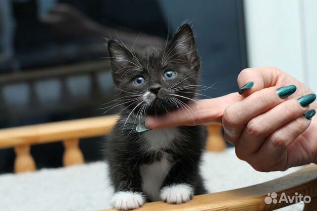 Кошка 1.5 мес