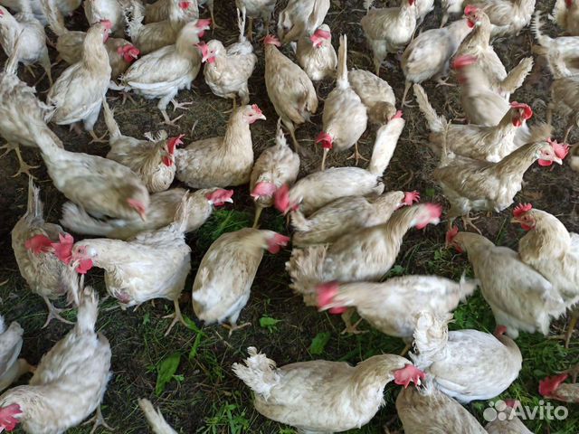 Куры молодки несушки. Супер Ник