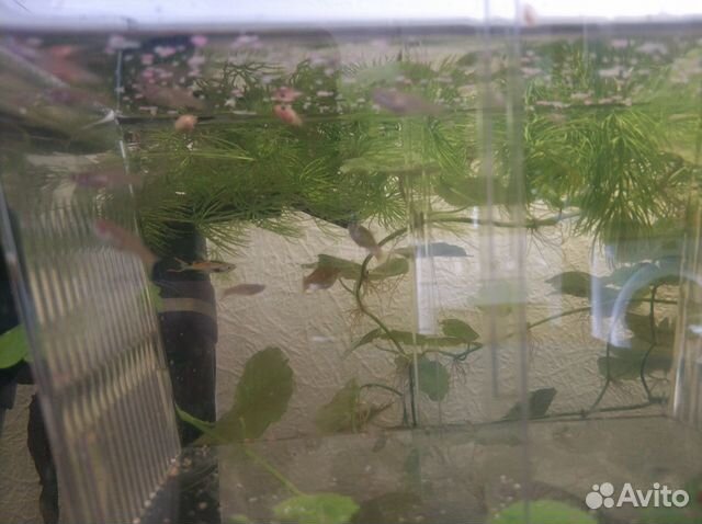 Аквариумные рыбки бесплатно