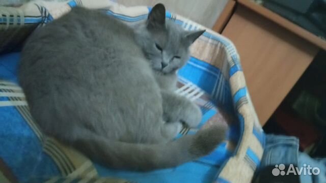 Кошка