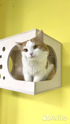 Кот в добрые руки