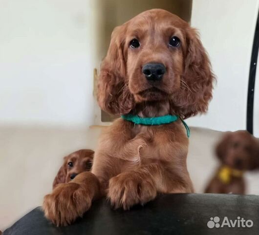 Щенки сеттер ирландский