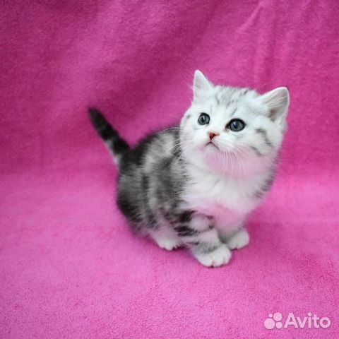 Вискасный биколор