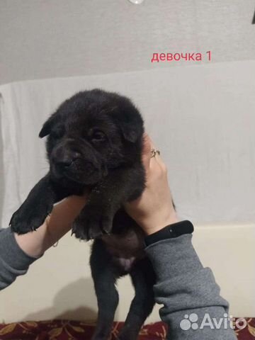 Милые щенки шарпея и немецкой овчарки