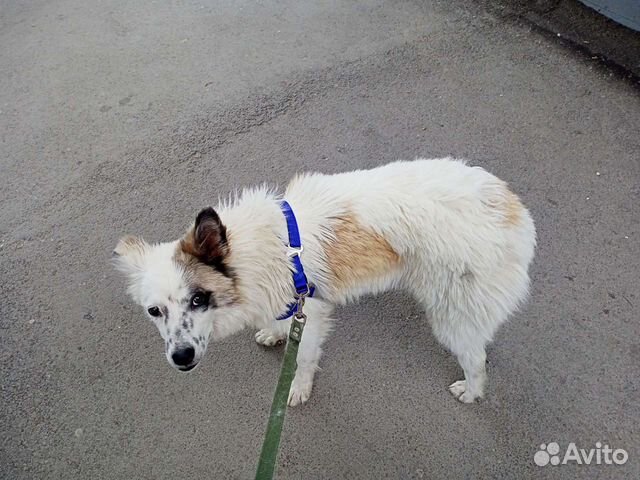 Собака в добрые руки