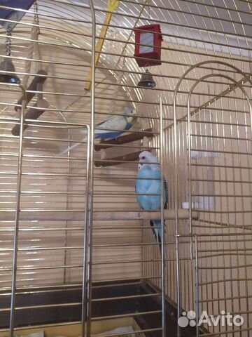 Волнистый попугай с клеткой