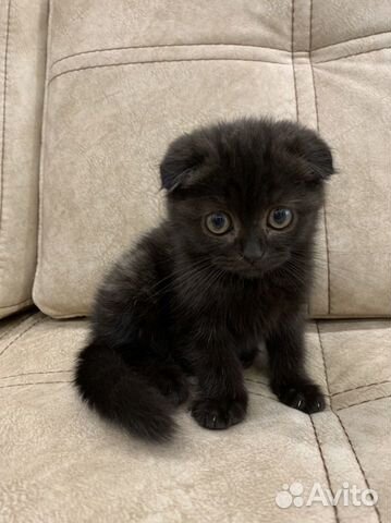 Продется котенок