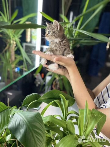 Котенок