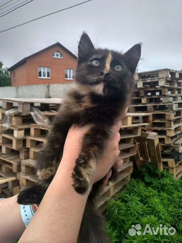 Жирный плюс к карме Черепаховая кошечка